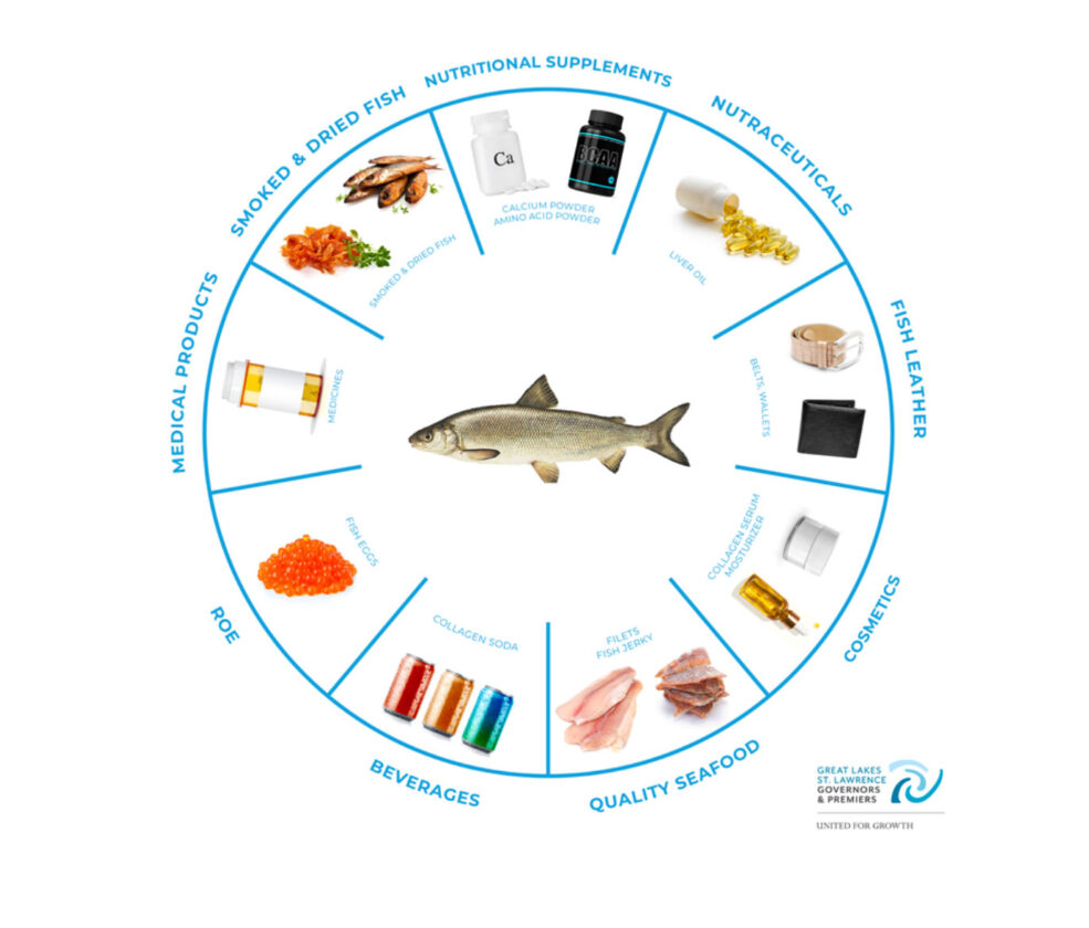 Whitefish use campaign seeks to lift fisheries | News, Sports, Jobs ...